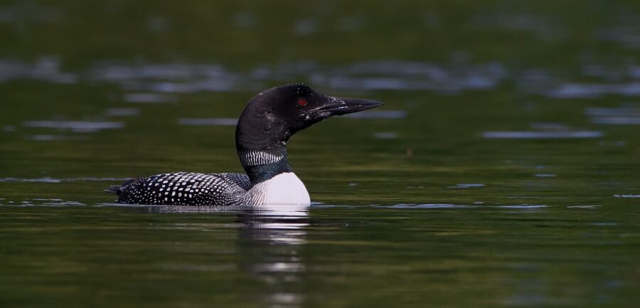 The Common Loon | Critter Science