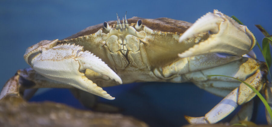 The Dungeness Crab | Critter Science