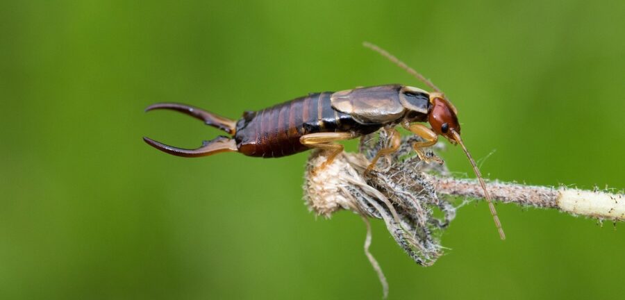 The Dreaded Earwig? | Critter Science