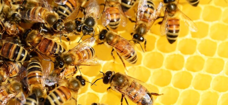 The Amazing Honey Bee | Critter Science