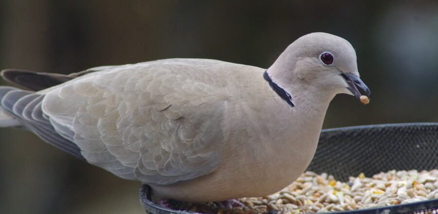 The Ringnecked Dove | Critter Science