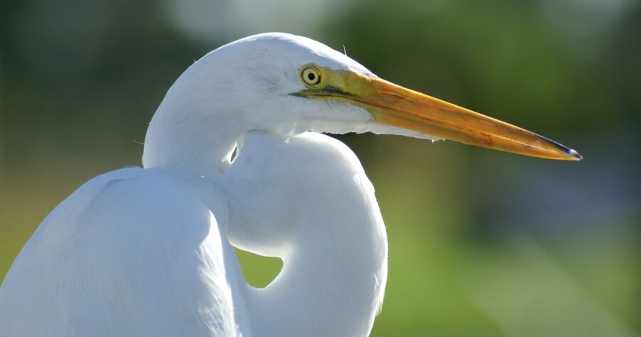 It's the Great Egret | Critter Science