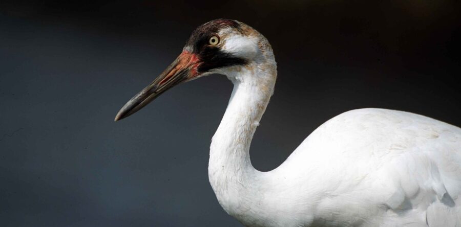 The Whooping Crane | Critter Science