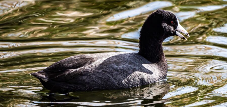The American Coot | Critter Science