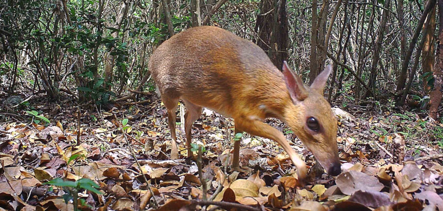 The Diminutive Silver-Backed Chevrotain | Critter Science