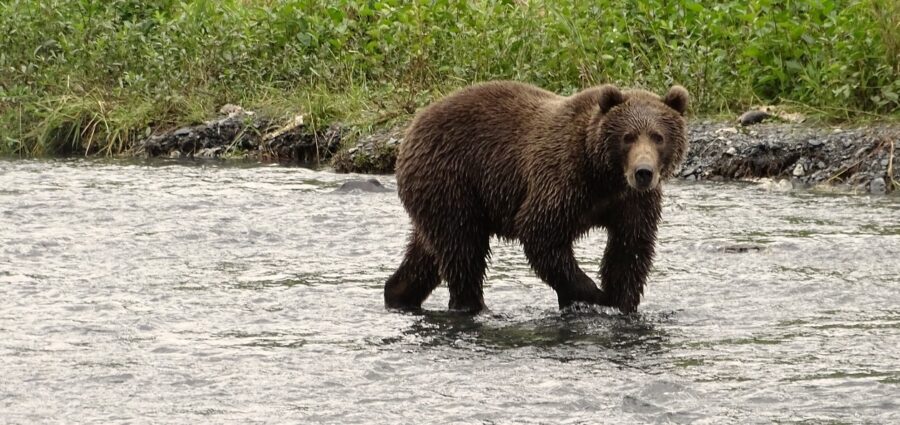 The Massive Kodiak Bear | Critter Science