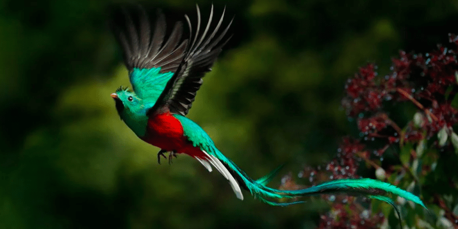 The Stunning Quetzal | Critter Science