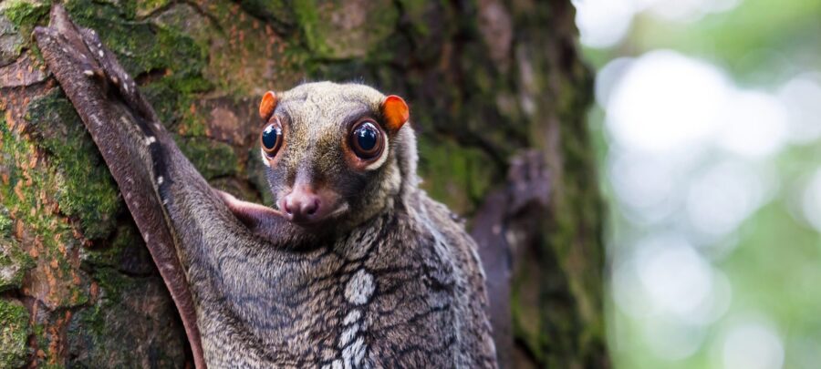 The Cool Sunda Colugo | Critter Science