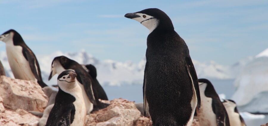The Chinstrap Penguin | Critter Science