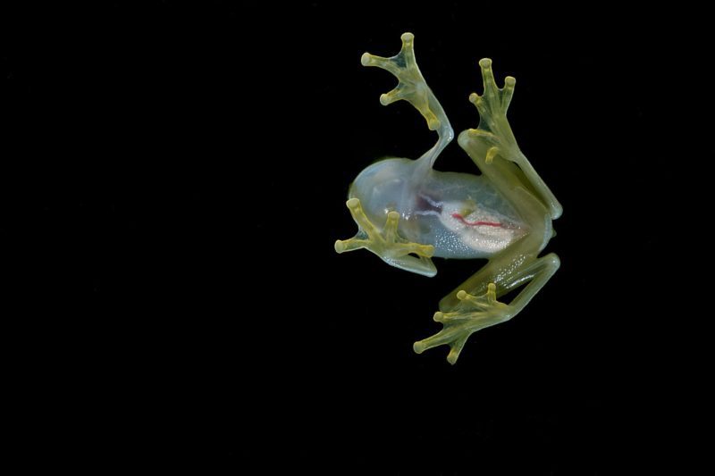 Revealing the Mystique of Glass Frogs: Nature's Translucent Wonders ...