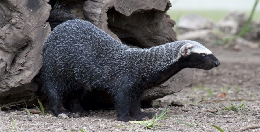 The Greater Grison | Critter Science