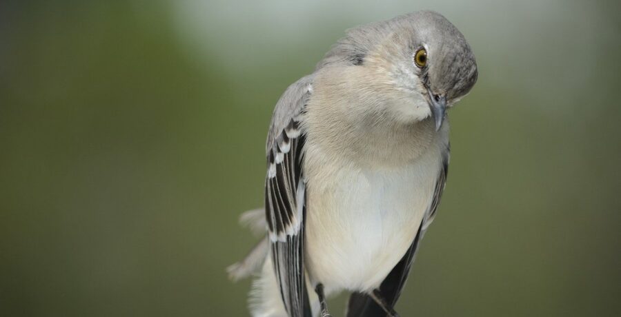 The Northern Mockingbird | Critter Science