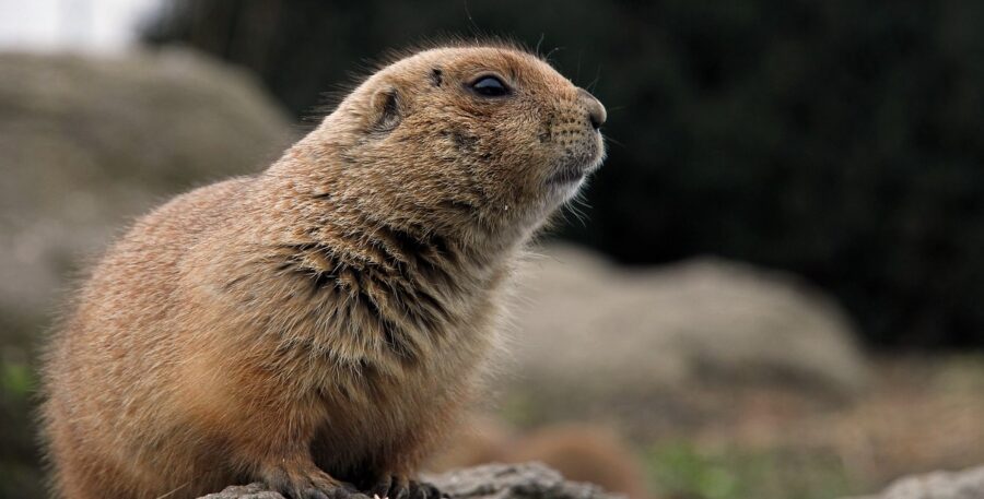 What Is The Lifespan Of A Prairie Dog