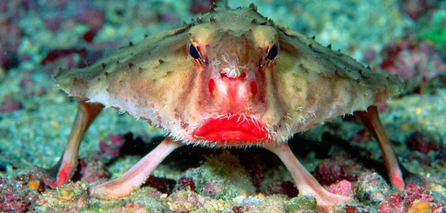 The Odd Red-Lipped Batfish | Critter Science