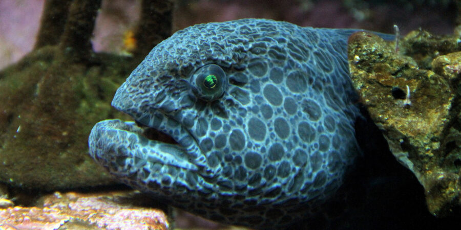 The Scary Looking Wolf Eel | Critter Science
