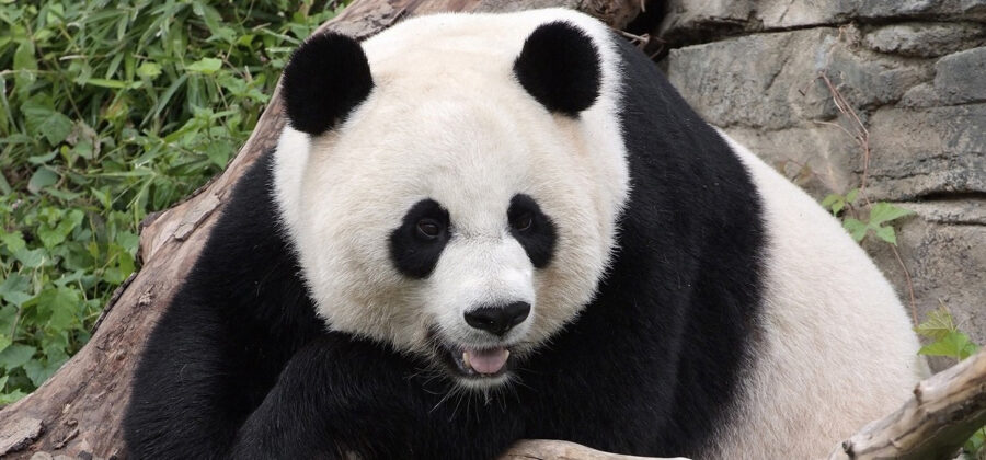 The Amazing Giant Panda | Critter Science