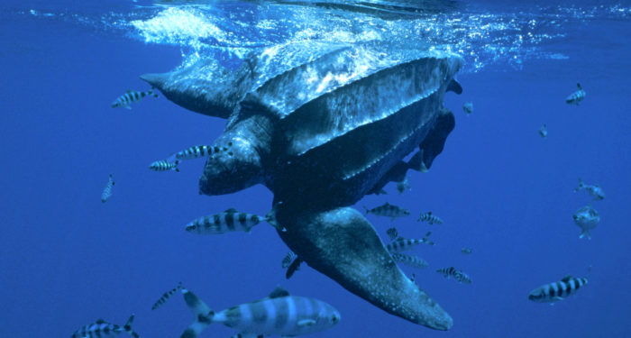 The Massive and Gentle Leatherback Turtle | Critter Science