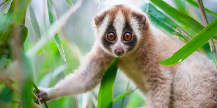 The Cute and Potent Loris | Critter Science