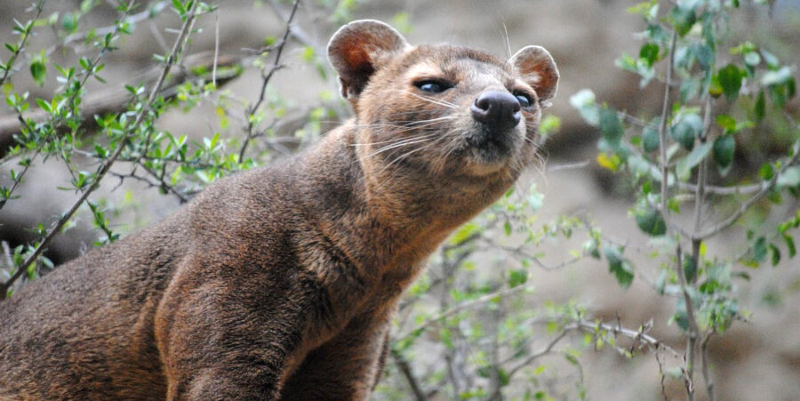 The Unusual Fossa | Critter Science