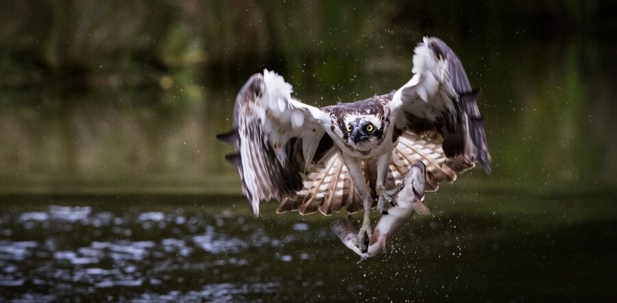 The Distinctive Osprey | Critter Science