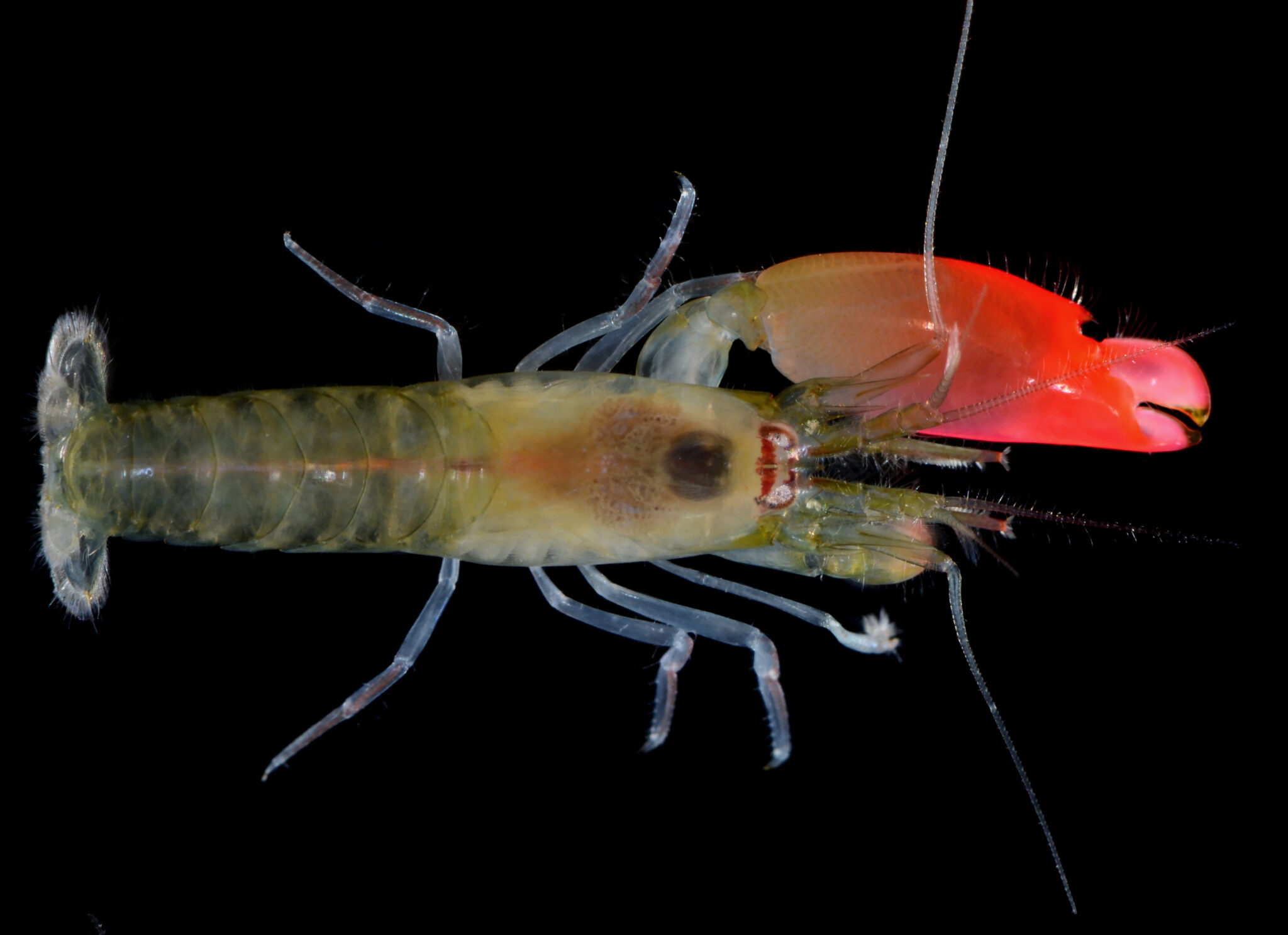 mutualism | Critter Science