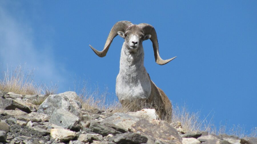 The Impressive Argali | Critter Science