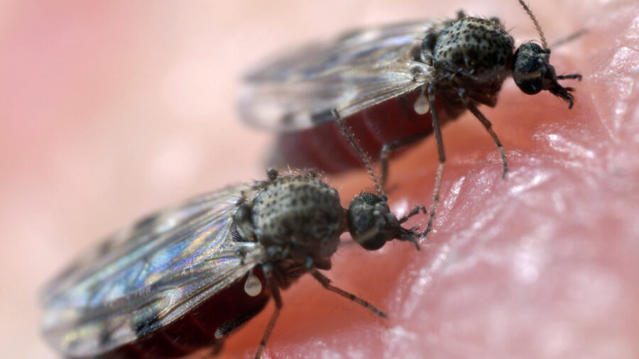 The Dreaded Biting Midge | Critter Science