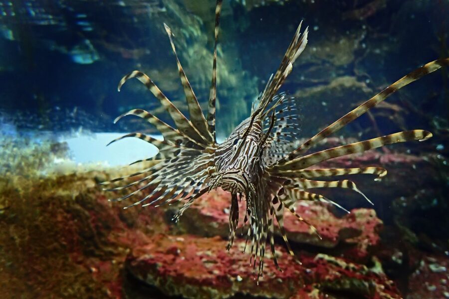 The Invasive Lionfish | Critter Science