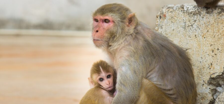 The Charismatic Rhesus Macaque Monkey | Critter Science