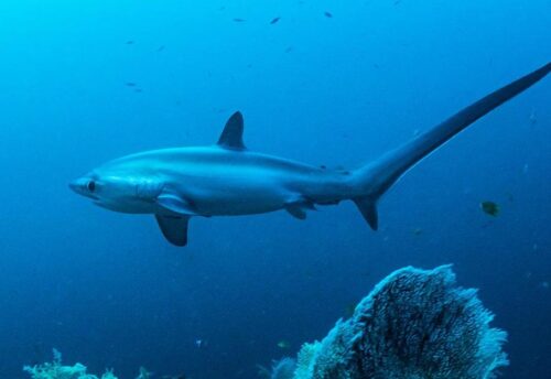 The Greenland Shark – Critter Science