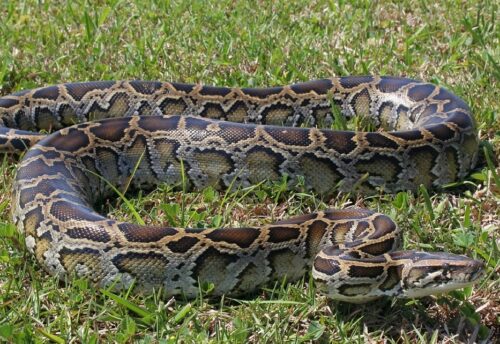 The Deadly Brazilian Wandering Spider – Critter Science