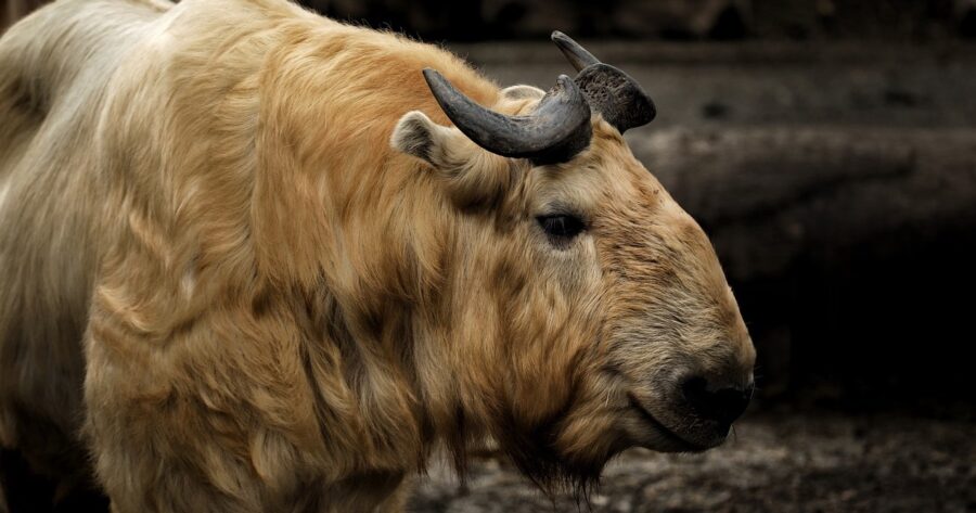 The Himalayan Takin | Critter Science