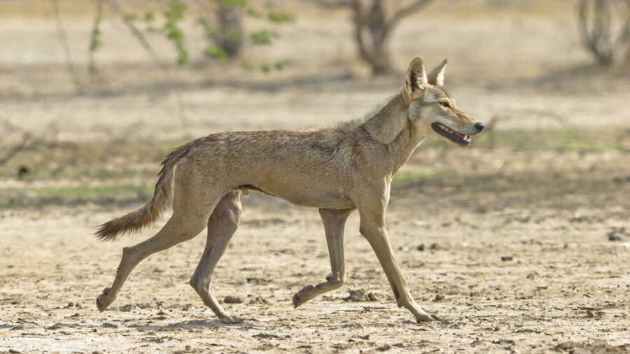 The Indian Wolf | Critter Science