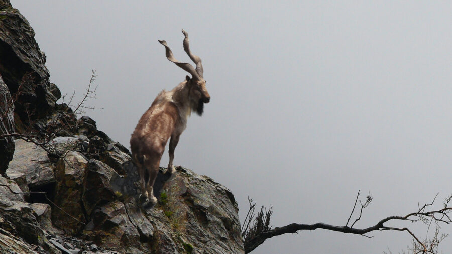 The Markhor, Not Parkour | Critter Science