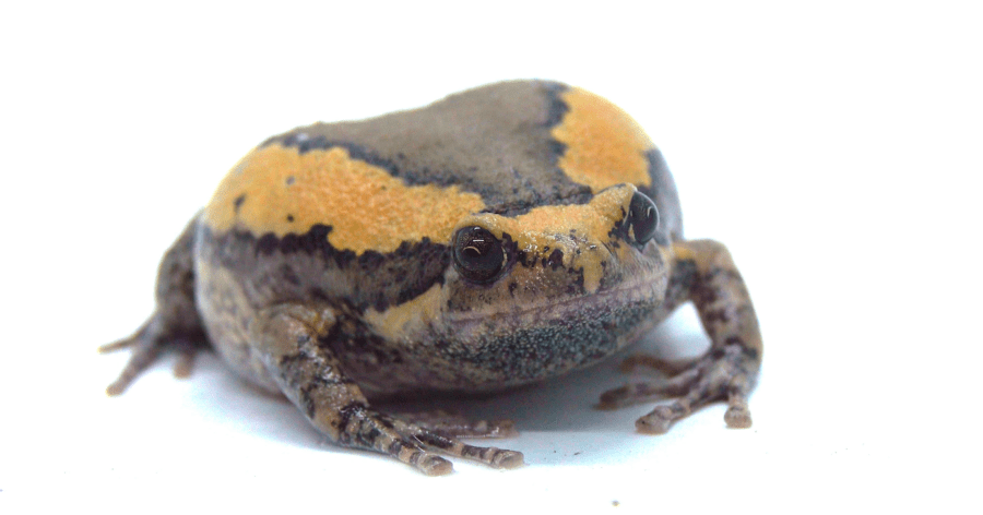 The Voluminous Banded Bullfrog | Critter Science