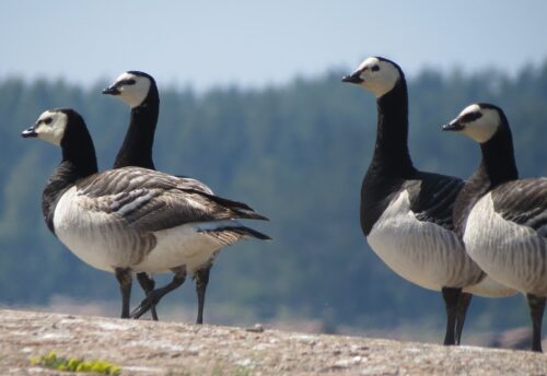 The Whooping Crane – Critter Science