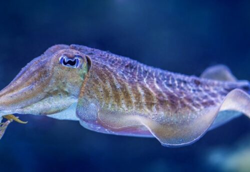 The Ancient Mayfly – Critter Science