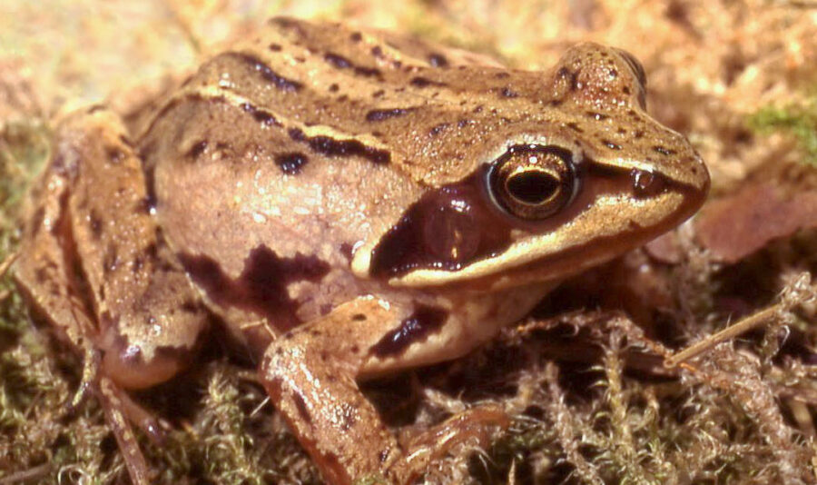 The Moor Frog | Critter Science