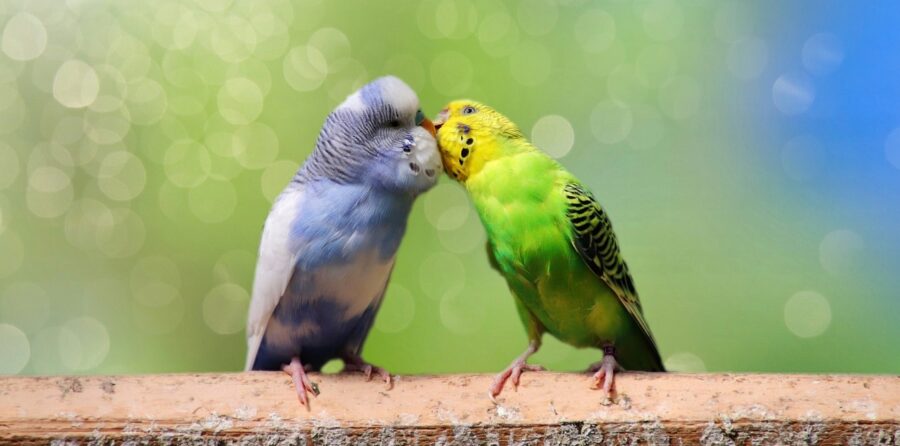 The Famous and Beloved Budgerigar | Critter Science