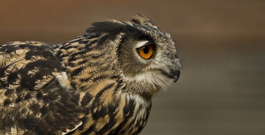 The Eurasian Eagle-Owl | Critter Science