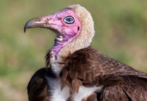 The Pilot Whale – Critter Science