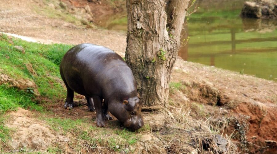 The Pygmy Hippopotamus | Critter Science
