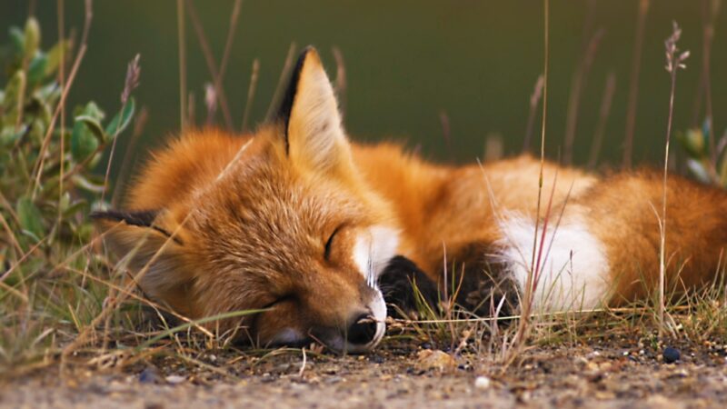 Types of Animal Dormancy – Critter Science