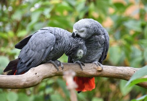 The Asian Arowana – Critter Science