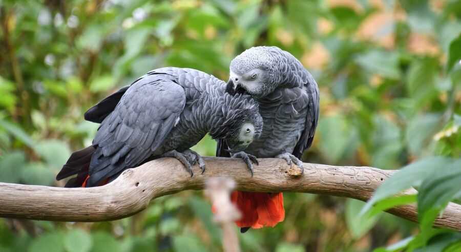 The Intelligent African Grey Parrot | Critter Science