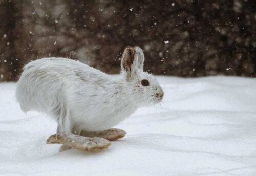 The Hooded Vulture – Critter Science