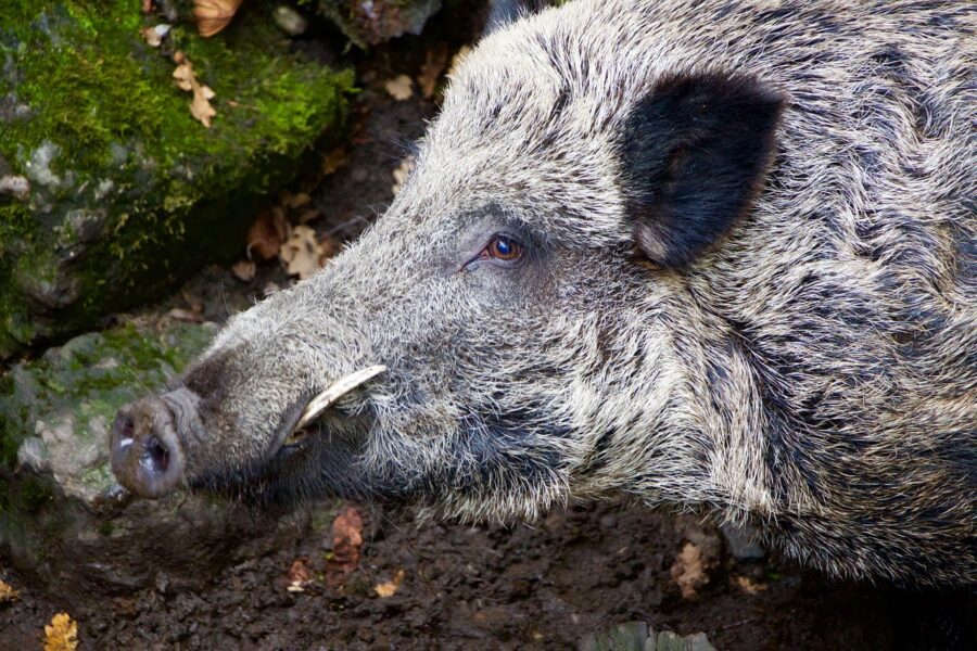 The Wild Boar | Critter Science