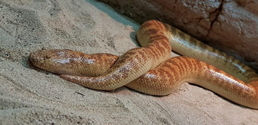 The Arabian Sand Boa | Critter Science
