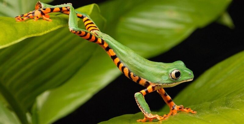 The Deadly Chytrid Fungus – Critter Science