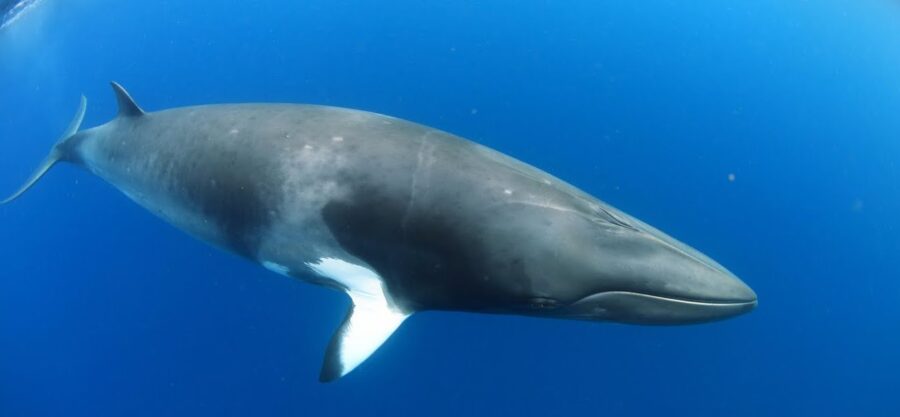 The Minke Whale | Critter Science